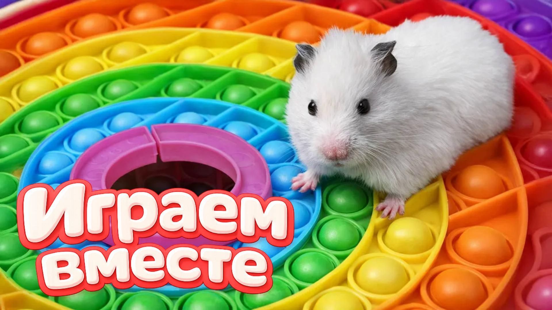 ХОМЯК ВЫБИРАЕТСЯ ИЗ СЕКРЕТНОЙ ХОМЯЧЕЙ ТЮРЬМЫ 🏁🐹 Помогаем выбраться из лабиринта №5