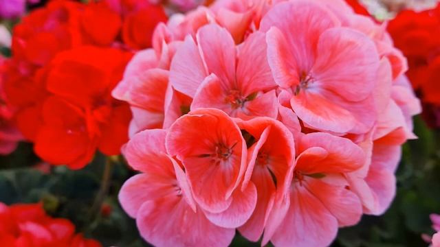 Пеларгонии (герани) цветущие.  Глаза разбежались на рынке!