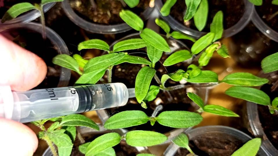 СРОЧНО ПОМОГИ РАССАДЕ! Сделай это со всходами рассады томатов, перца или баклажан