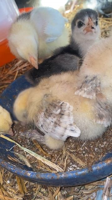 Песочек у цыплят.