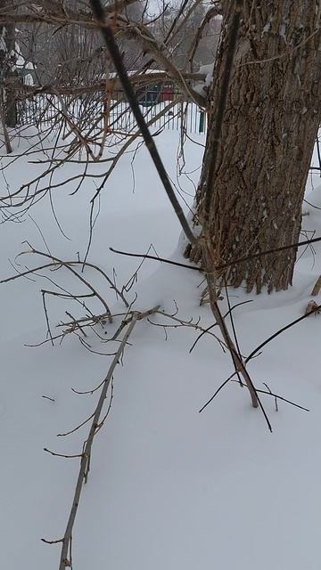 №1637 Двор П. Осипенко 48. 8 марта 2026 г., 10:17:07 VID_20260308_101651698