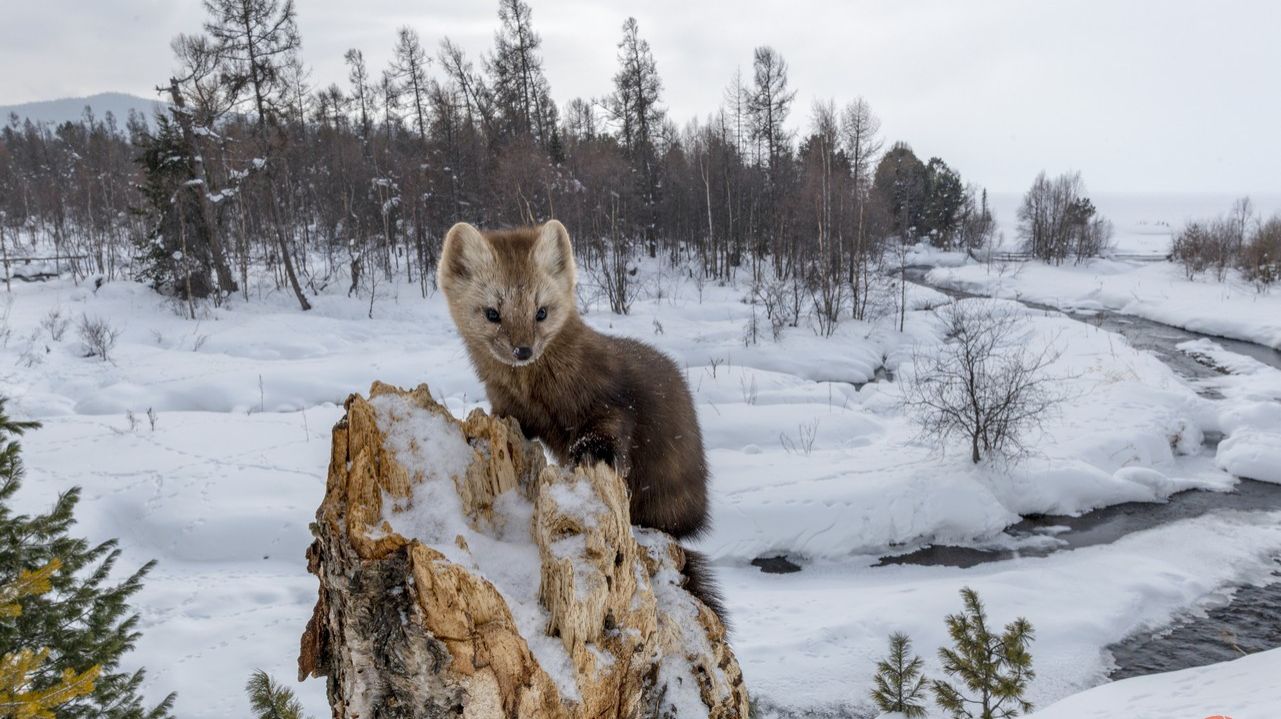 Тайга.  Истории о встречах в таежных лесах