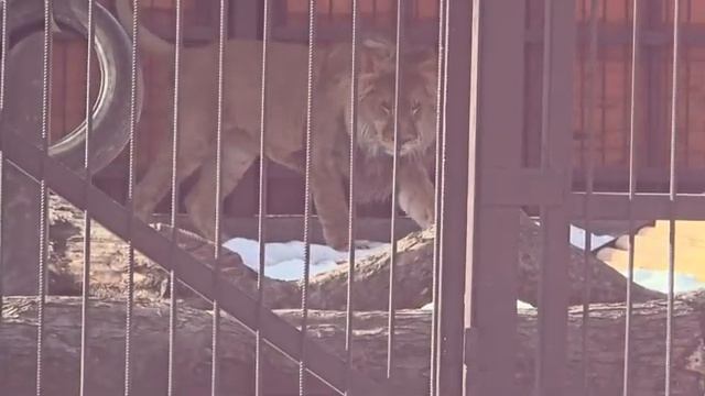 080326г Мимо окошка с вольером Киары прошелся и спатьна солнышко [get.gt] (1)