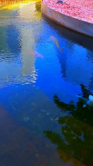 Краснодар Парк Галицкого Сентябрь 2021