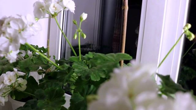 Говорите не цветет пеларгония на северном окне_ Посмотрите на эту!