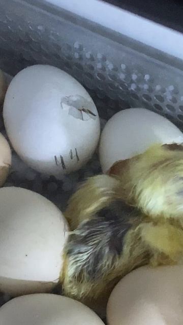 Первые цыпки