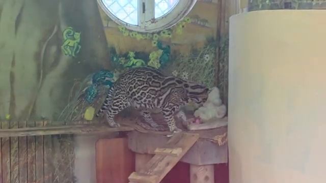 ОЦЕЛОТ Цезарьдавно живет без выхода на улицу к солнечному светуОбещали прогулочный дворик весной