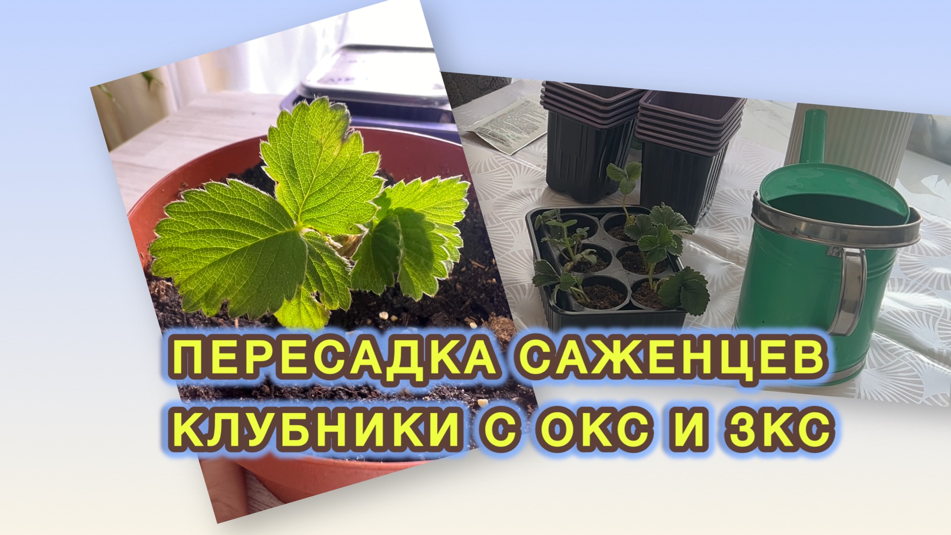 23.02.2026 Пересадка саженцев клубники с ЗКС И ОКС