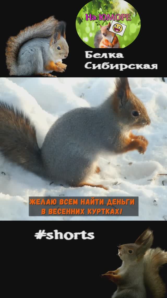 Белка ищет мордочкой в снегу заначки