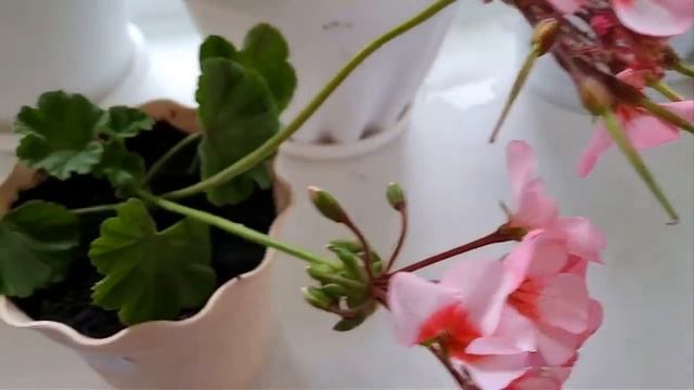 Розовая пеларгония