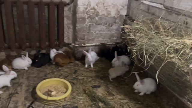 Саня Новиков/Как её назовём🐰Как адаптировались крольчата после переселения.