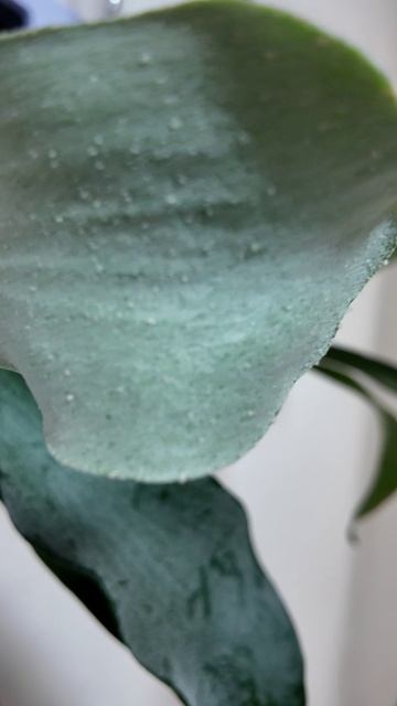 Платицериум OMO WHITE LOWER с жемчугом 💎 #комнатныерастения #платицериум #папоротник