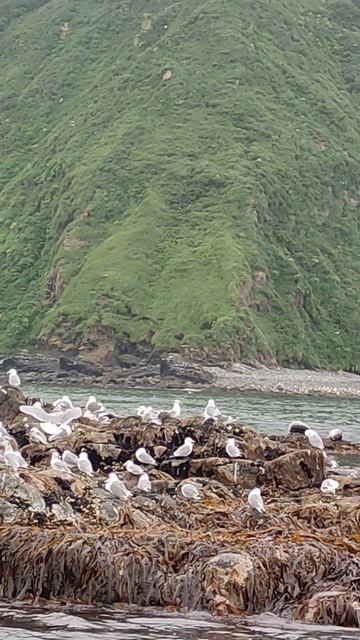 Остров Старичков и кекур Три брата (Камчатка, Россия) Starichkov Island (Kamchatka, Russia)