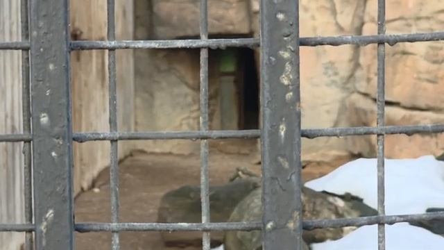 Африканская львица Анфиса и та самая тигрица Ярослава под нее строили тигриные вольеры [get.gt]