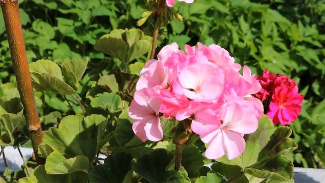 Очаровательные пеларгонии