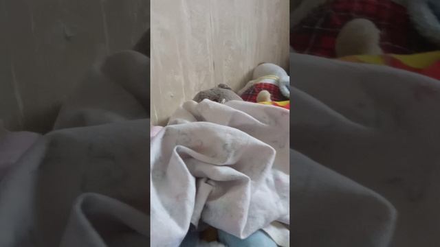 Мини влог с реборном