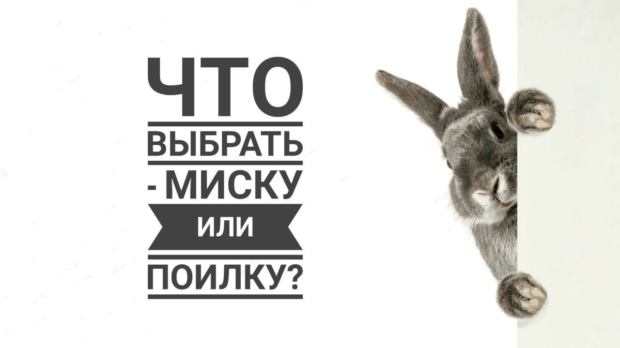 Что выбрать для кролика - миску или поилку