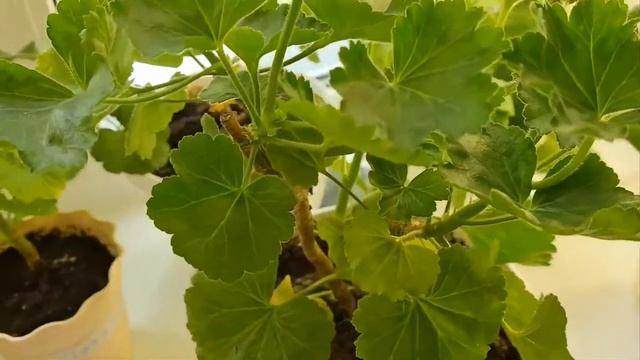 Пеларгония Red Pandora