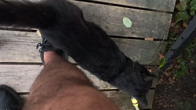 Наш новый друг Симба 🐈 | Чёрный кот на морской ферме