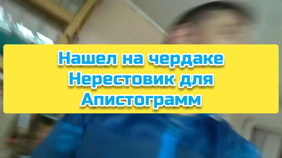 Нашел на чердаке Нерестовик для Апистограмм