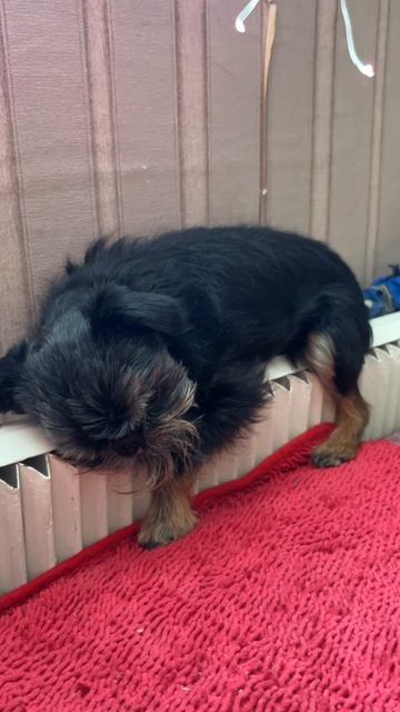 Тепло ль тебе, гриффончик?