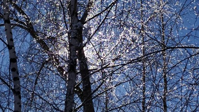 Судака на жерлицу? Повезло