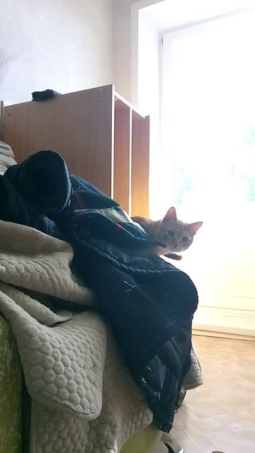 Кот 2 #буханка