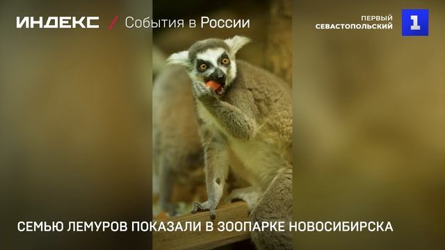 Семейство лемуров показали в Новосибирском зоопарке