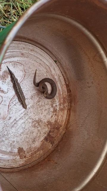 2024_06_16 спасение змейки