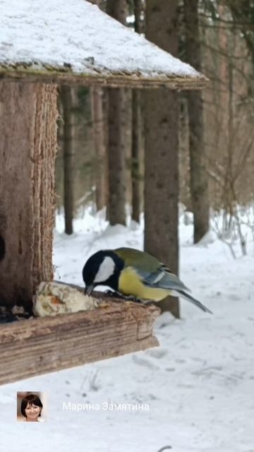 Птички у кормушки.