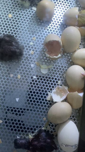 Мой первый опыт в инкубации