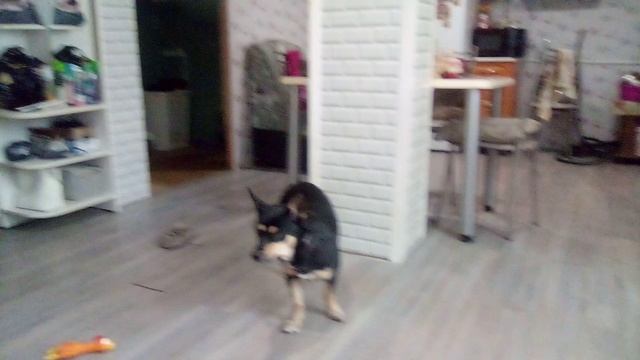 моя собака плюшка и моя собака вьюга играются с моей кошкой эльзой