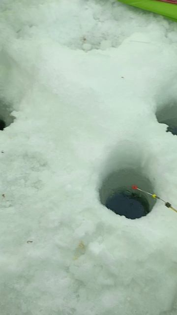 Рыба за 500 рублей