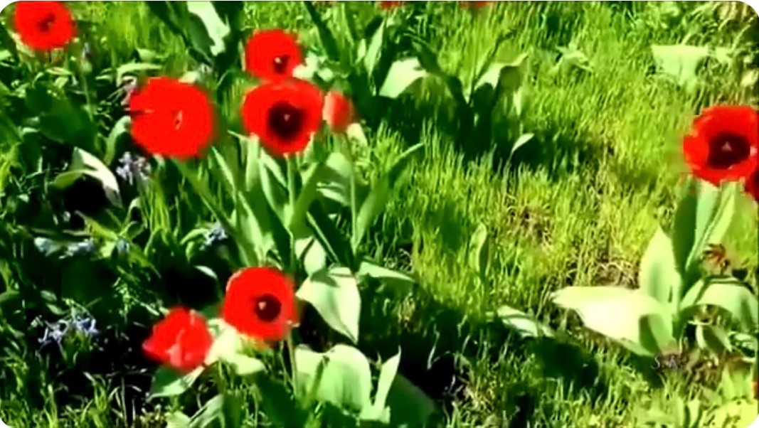 Adriano Celentano . Il tempo se ne va 🏵️