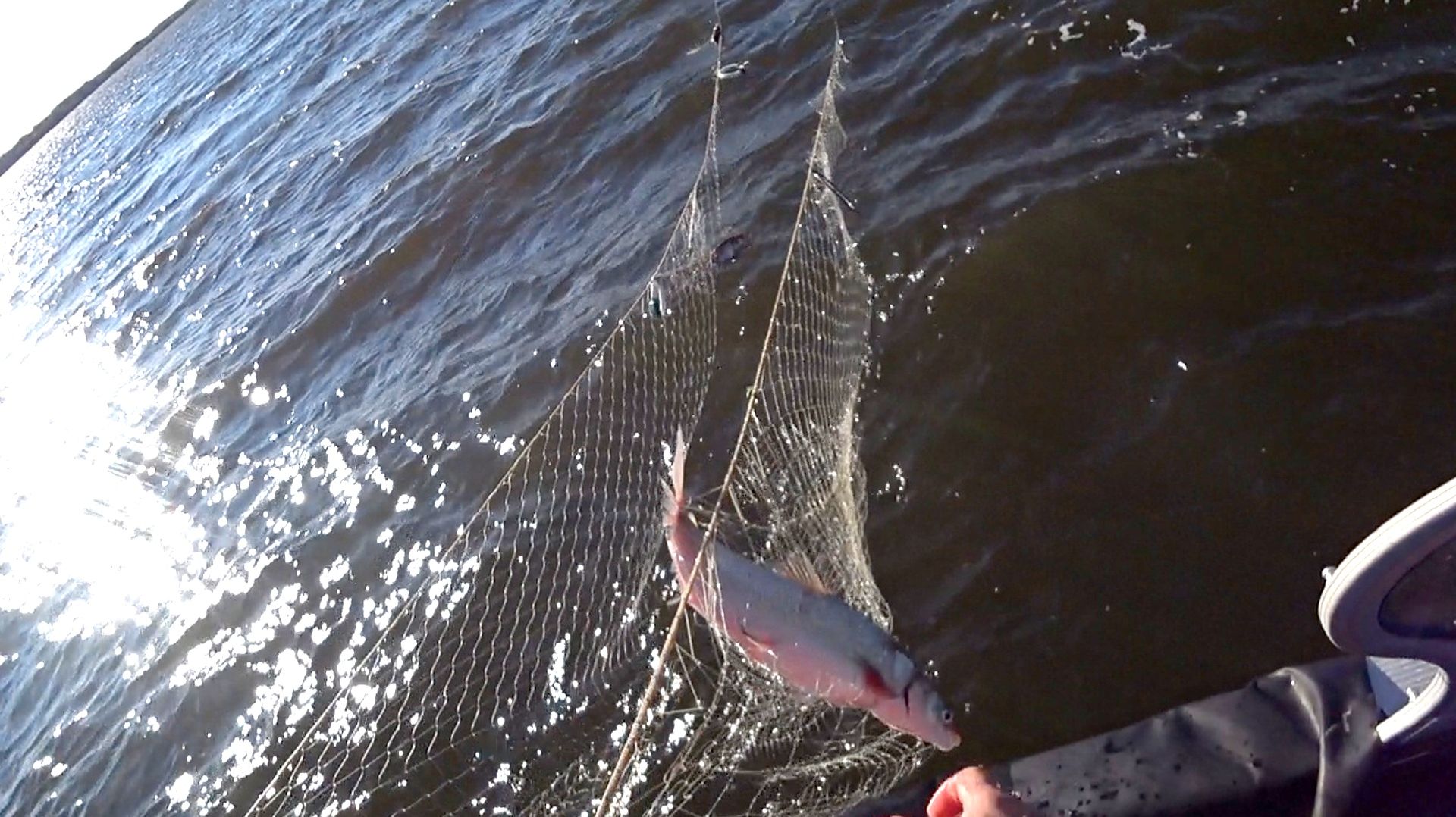 Промысловая рыбалка на сига сига сетями. Вылов рыбы на севере по лицензии.