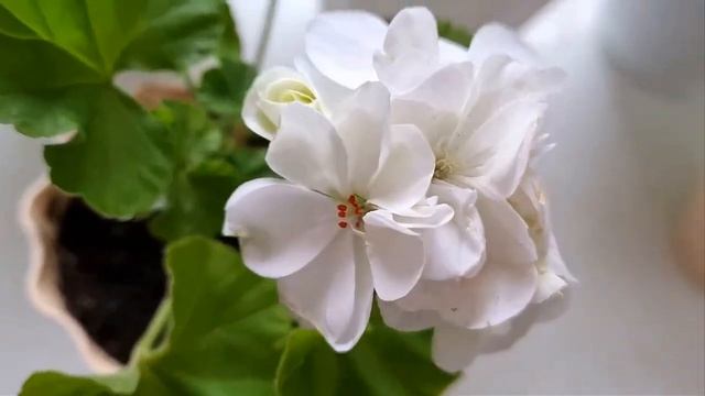 Мои новые пеларгонии