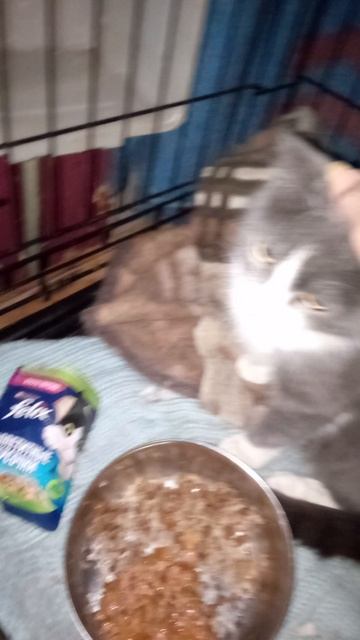 Беременную кошку выбросил хозяин, теперь она у нас в приюте.Машей назвали