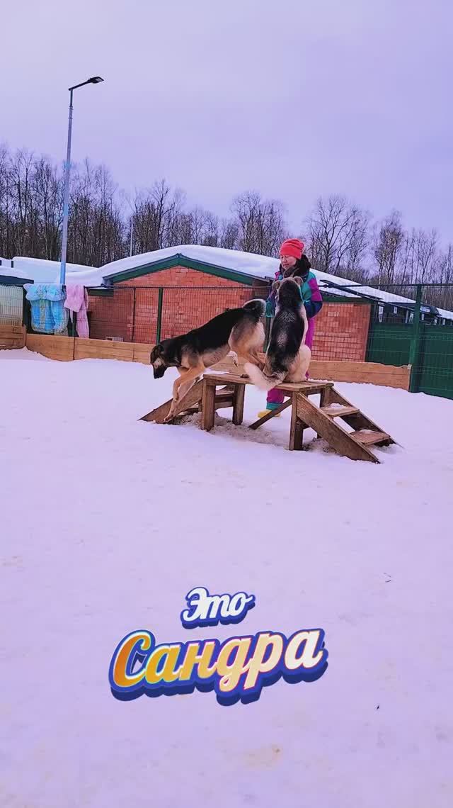 "Воровка перчаток" ❥ Приют в Малинках #приютдляживотных