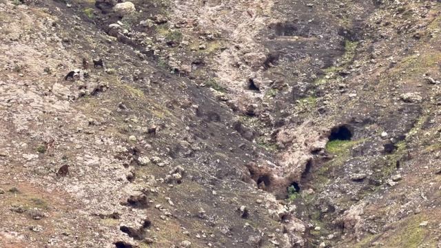 🇪🇸🇪🇸Горные козлы🇪🇸🇪🇸Фуэртевентура🇪🇸🇪🇸