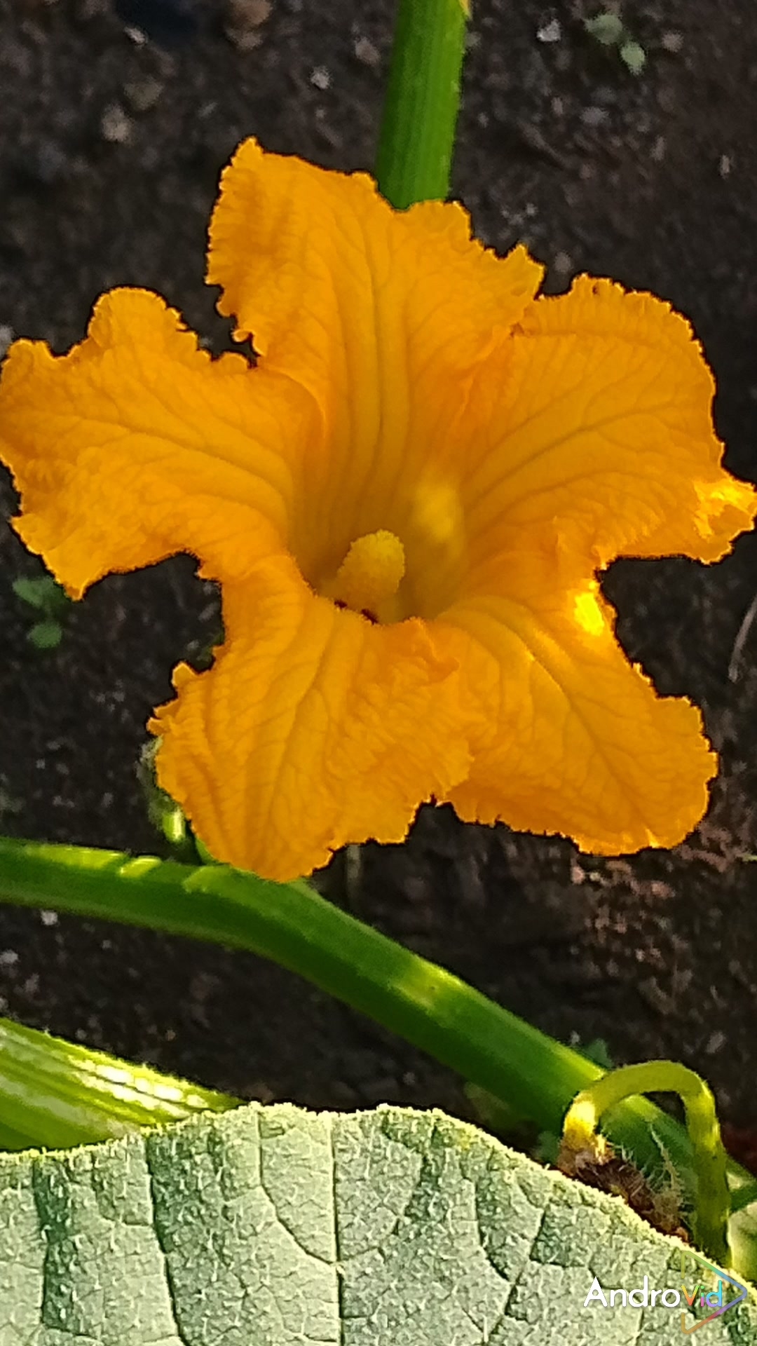 Огородная романтика! 😍 10-03-2026