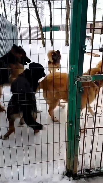 Прекрасные сестрёнки спасённые из Турции Рона 🌸 и Рони 🌸 ищут 🏠❗Пост в описании 🎥 #собака