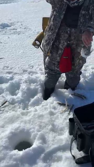 Зубарь на гирлянду из блесен Техас от Mr.Musurok 🔥