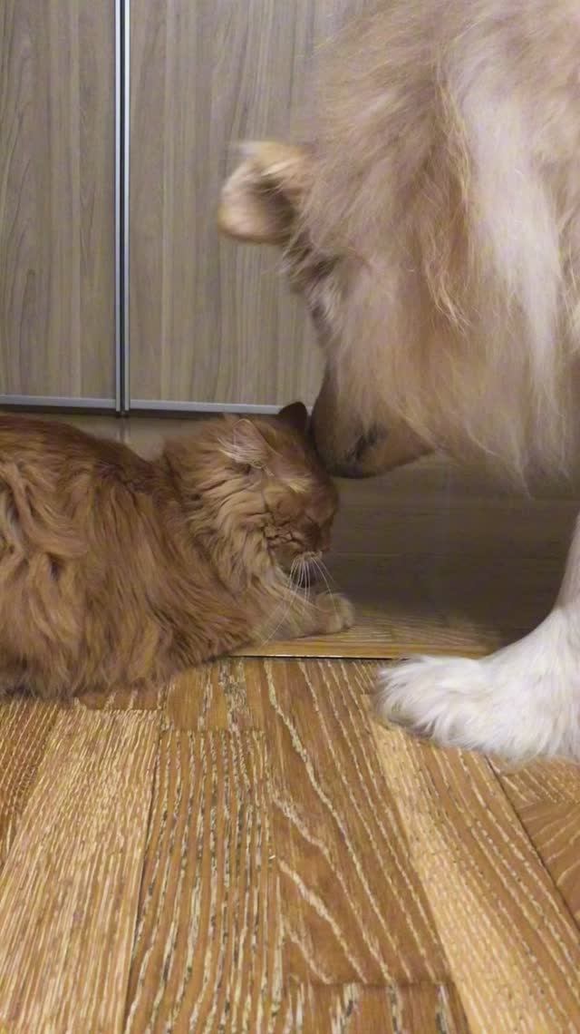 Альфушка и Ричик❓❤️❤️😻