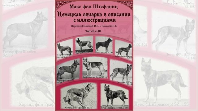 2_2 Штефаниц Немецкая овчарка в описании с иллюстрациями