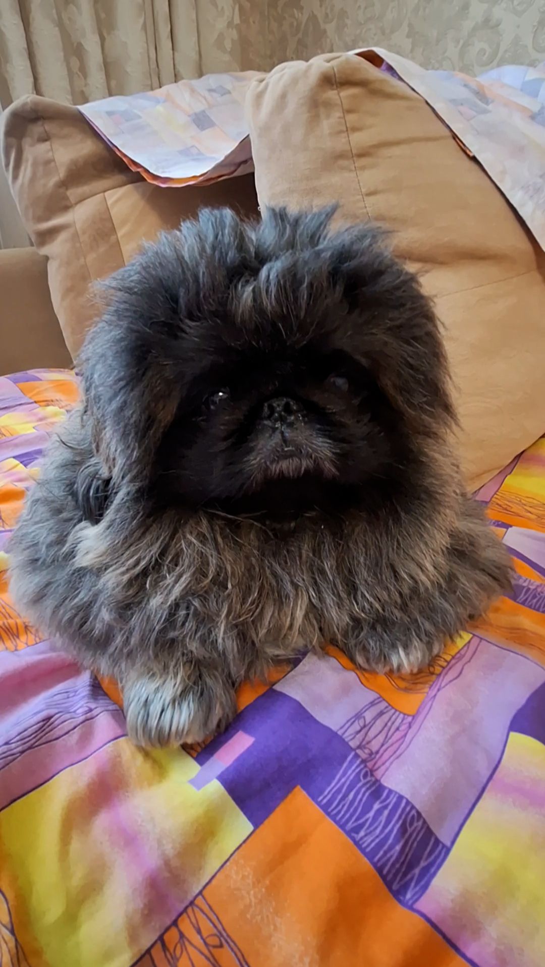 Пекинес Дендик новый дом