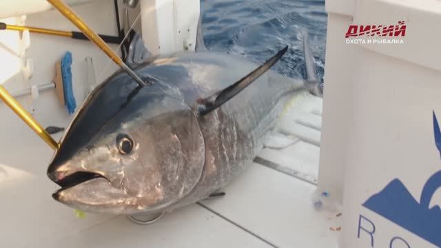 Турция. Тунцы на прикормке. Мировая рыбалка.
