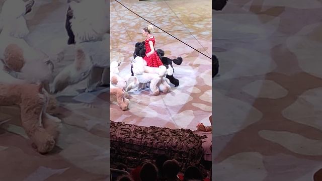 Собачки в цирке — ум, игра и доверие