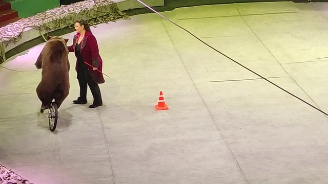 Медведь на велосипеде: баланс и  чудо под куполом