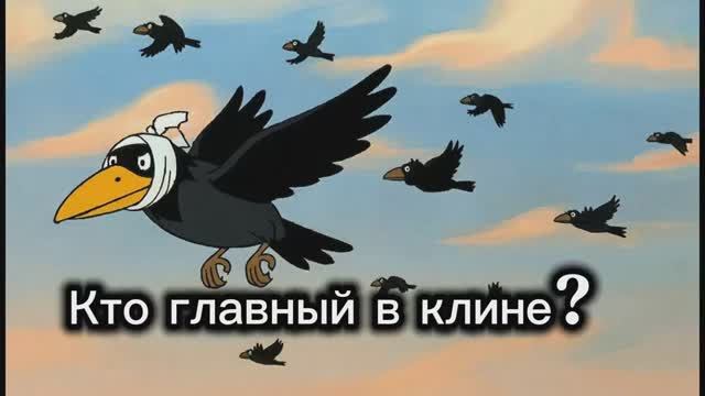 Кто главный в птичьем клине? Ворона Ася расскажет