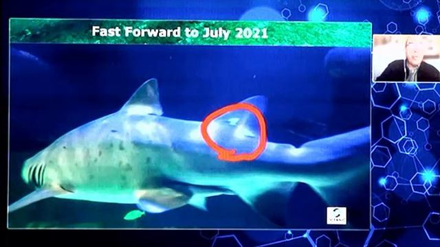 Транспортировка песчаной акулы Joao Correia